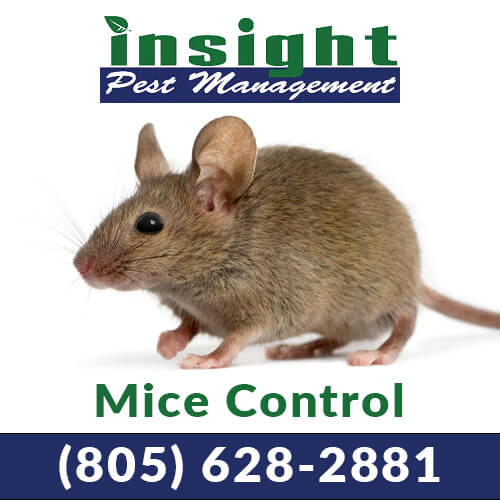 Mice Control in Ventura County • Insight Pest Management™