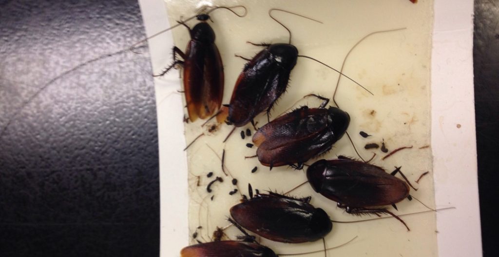 Signs of Roach Infestation - Insight Pest Management™