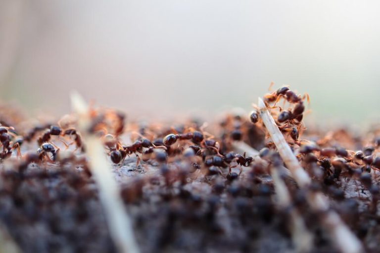 How to Get Rid of Odorous House Ants? - Insight Pest Management™